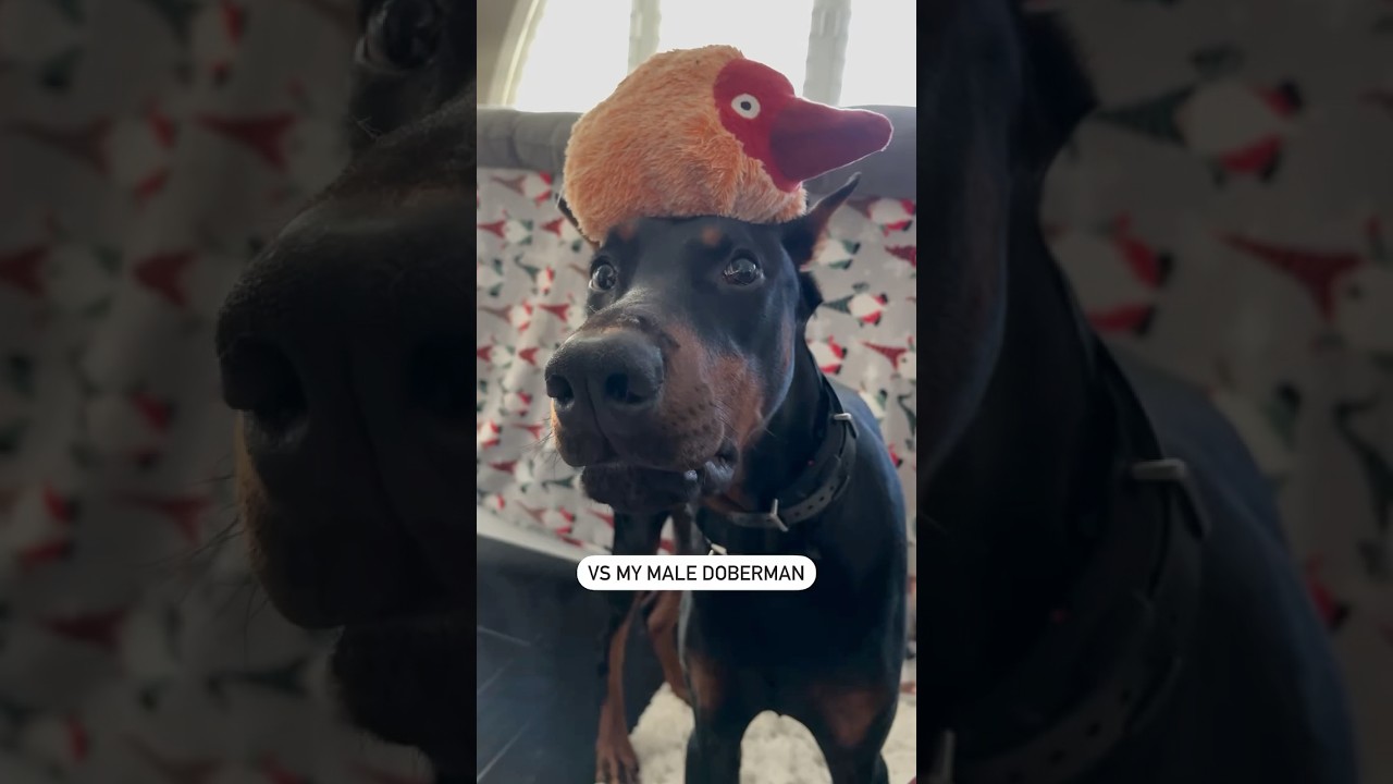 Funny Look at Life With Male and Female Dobermans