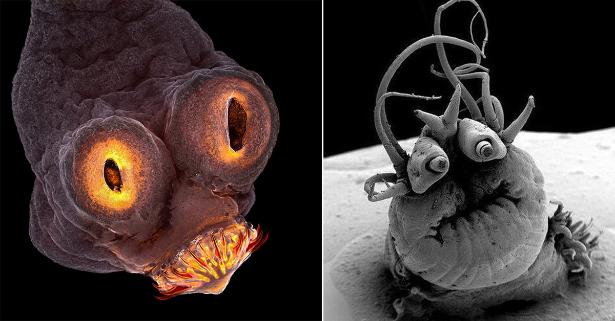 46 Miniature Monsters from the Microscopic World