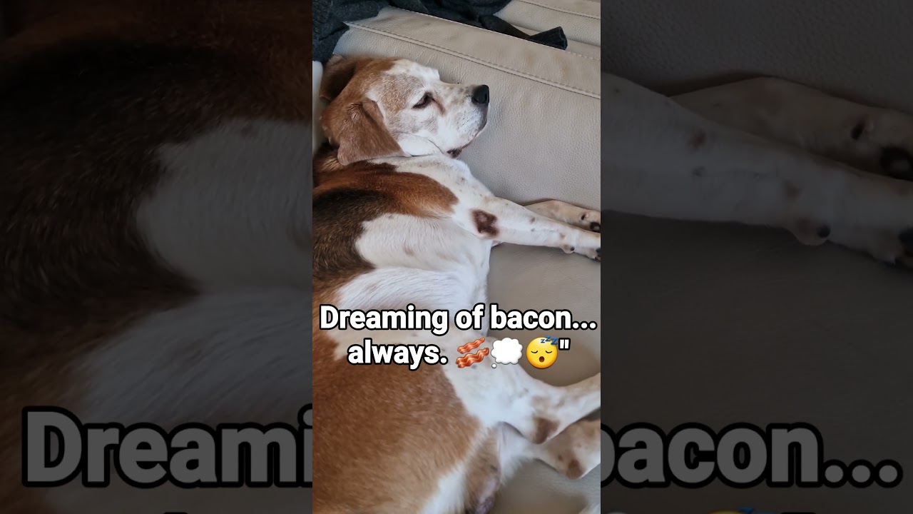 5 silly things my beagle loves to do every day