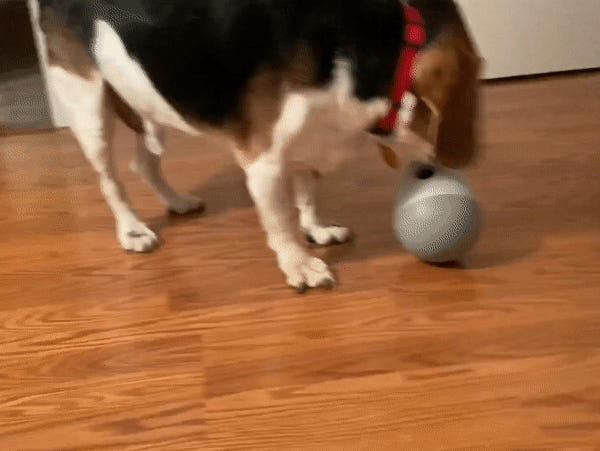 The best dog toys for aggressive chewers