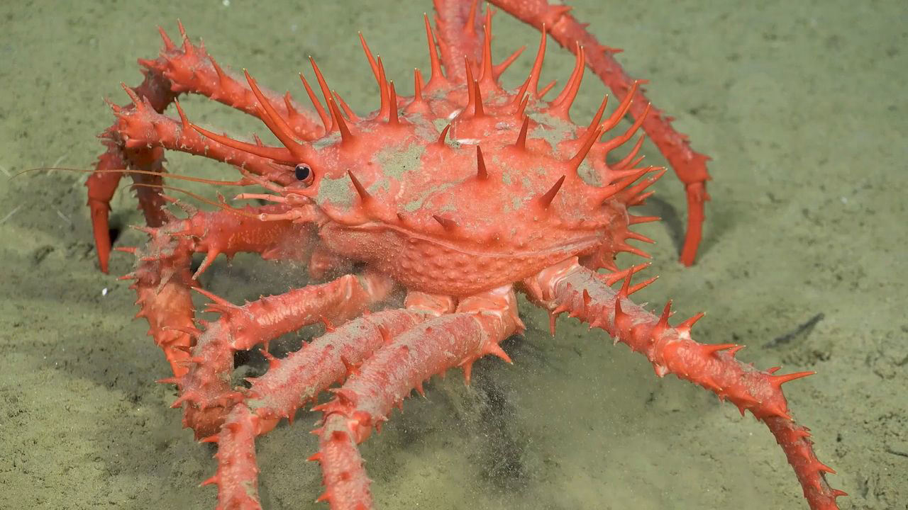 Scientists unearth 60 potential new species in Chile's deep-sea canyons Scientists unearth 60 potential new species in Chile's deep-sea canyons