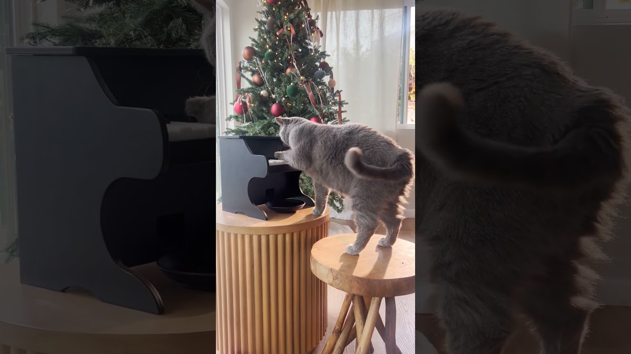 Festive Invention Helps Pets Celebrate the Season