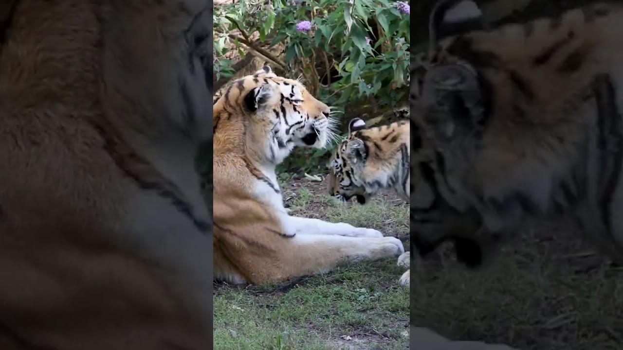 Tiger mom shows unmatched patience raising her tiny cubs