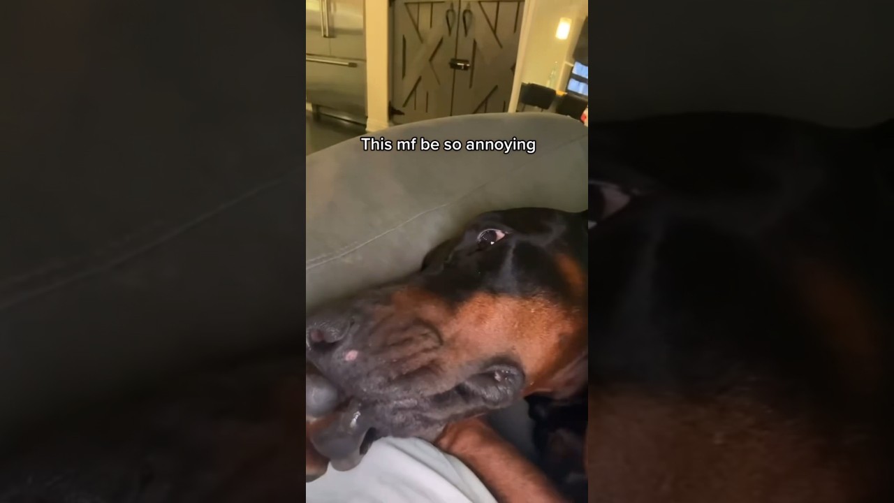 One wild Doberman makes life chaotic for a tired owner
