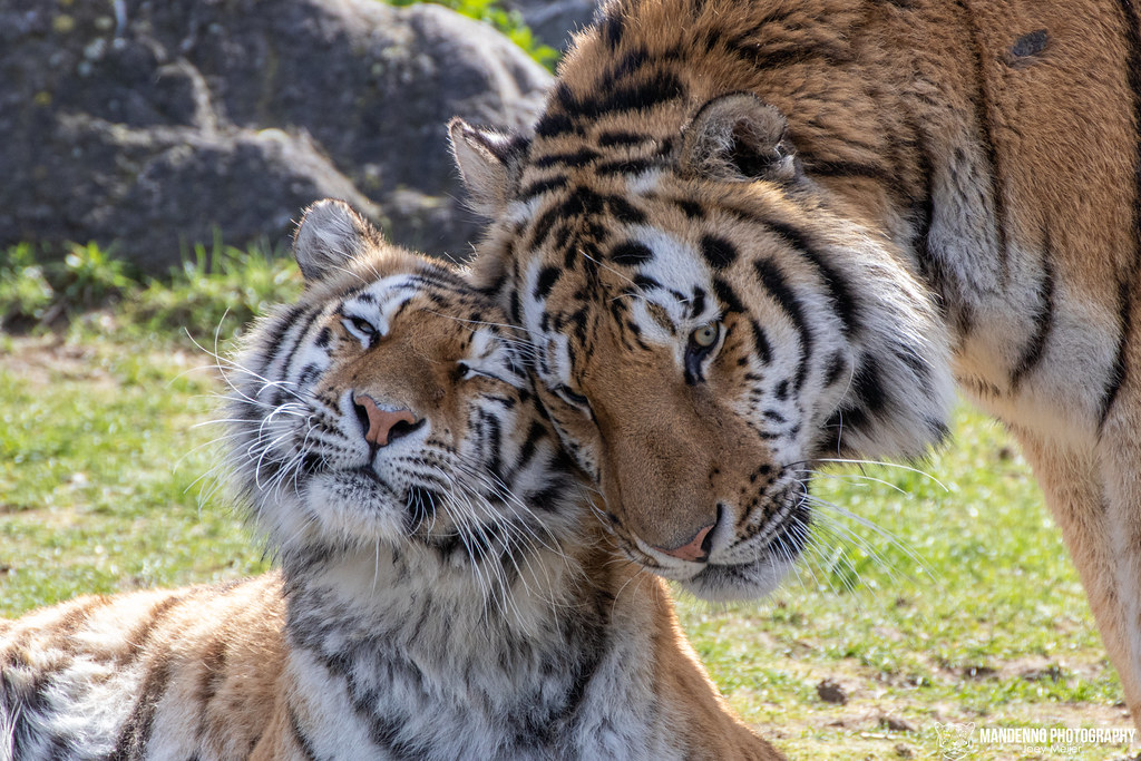 16 Absurd Animals People Actually Kept as Pets in the 1970s—What Were ...