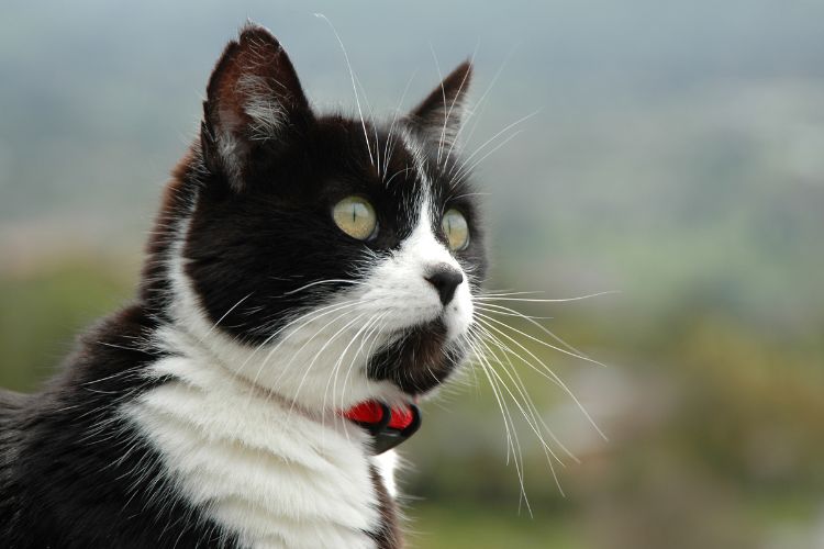 Why Does My Cat Ignore Me… Then Demand Attention?