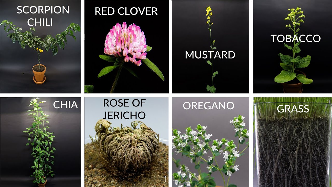 520 Days In 8 Minutes - Growing Plants Time Lapse Compilation