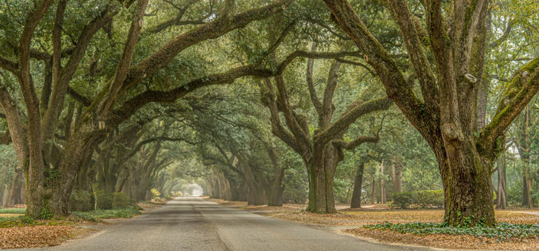 Discover Aiken, South Carolina: Where Southern Charm is Not Gone with ...