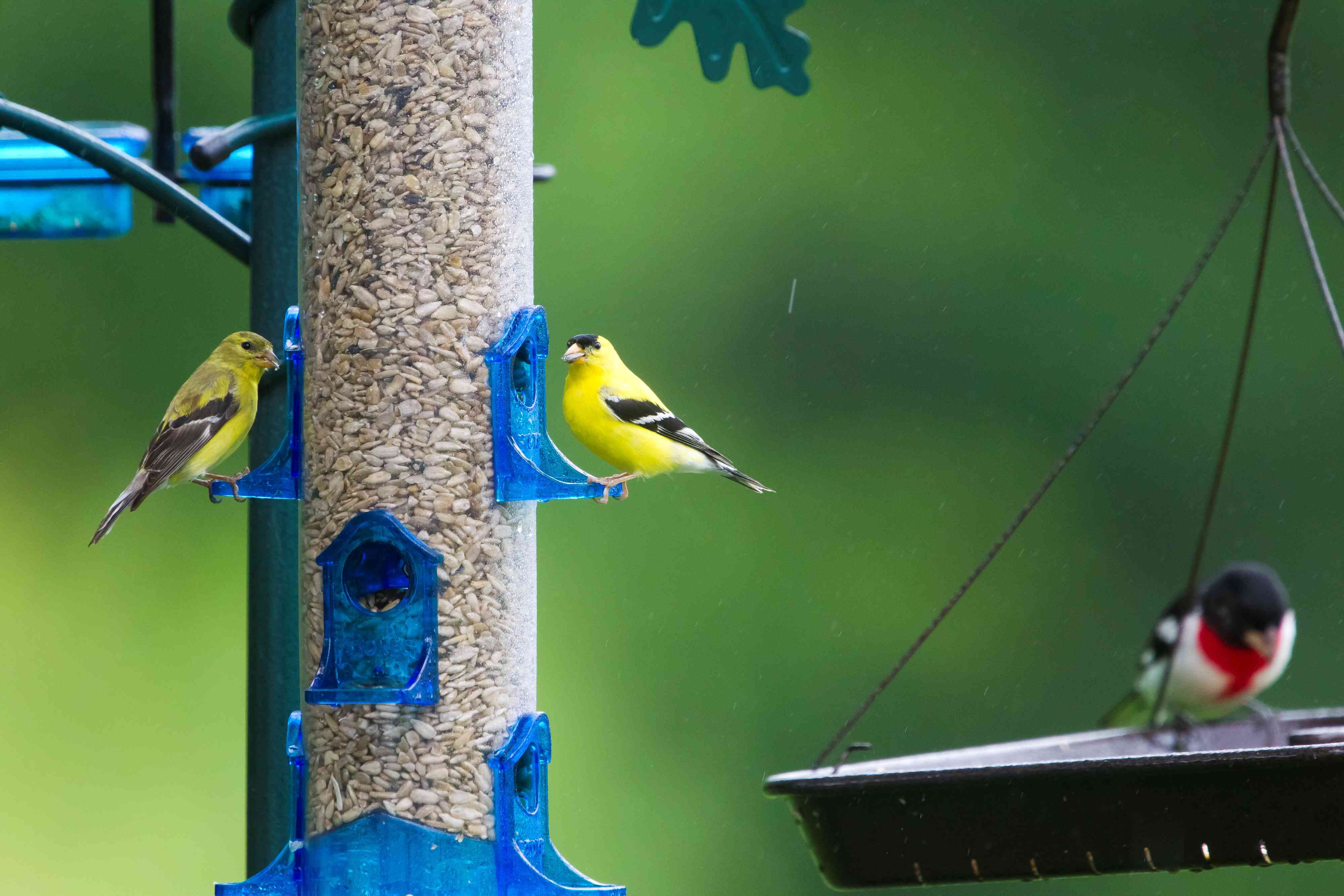 The Best Bird Seed for Attracting the Most Birds, According to Experts