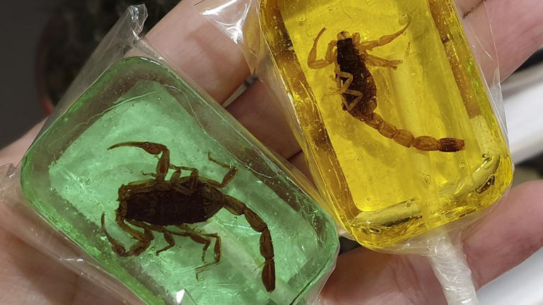 Why Is It Safe To Eat Scorpion Lollipops?