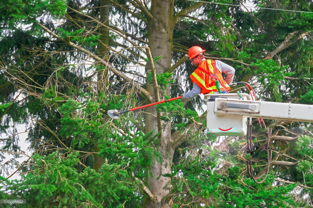Abbattuti gli ultimi alberi lungo la strada Francesca. Il grido “aiuto ... Abbattuti gli ultimi alberi lungo la strada Francesca. Il grido “aiuto ...
