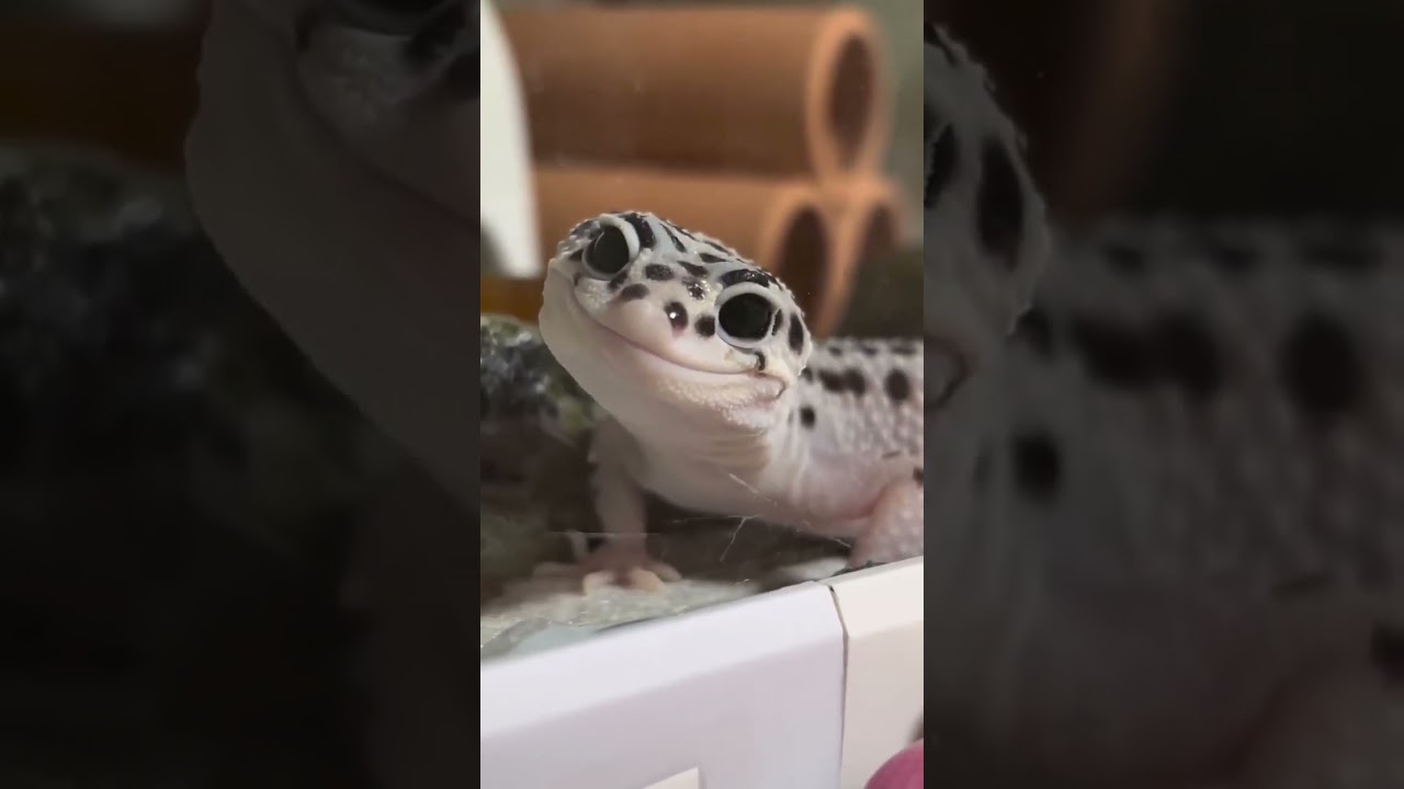 Leopard gecko explores its surroundings curiously