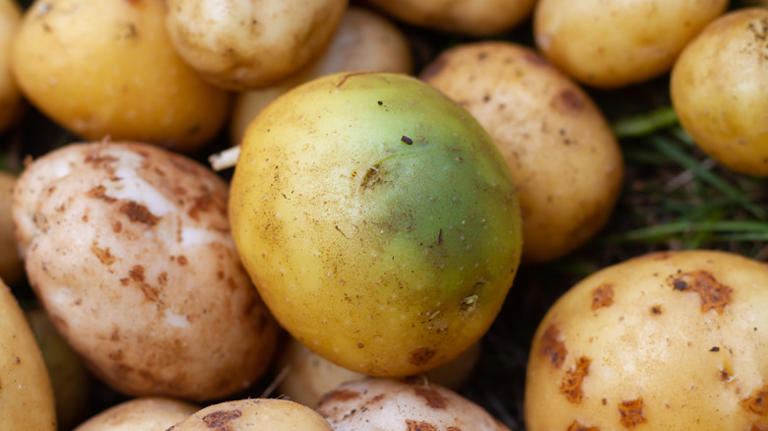 Potatoes Are Proof That Green Isn't Always Good