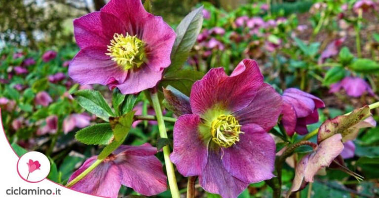 L’elleboro rosa è più robusto della rosa di Natale ed è adatto a fare ...