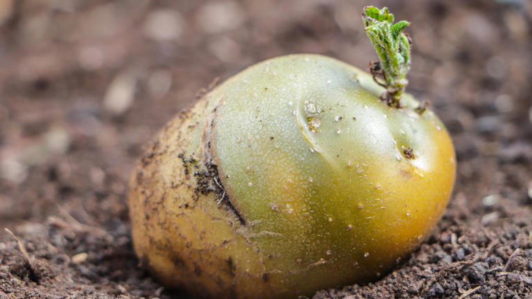 Potatoes Are Proof That Green Isn't Always Good
