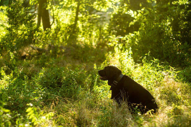 10 Essential Commands Every Dog Should Know 10 Essential Commands Every Dog Should Know