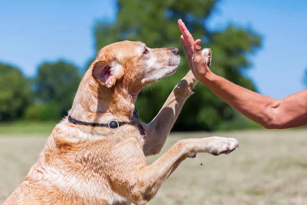 10 Essential Commands Every Dog Should Know 10 Essential Commands Every Dog Should Know