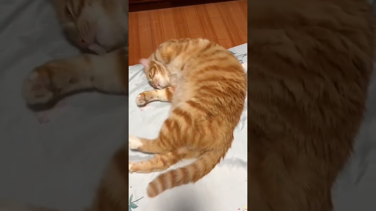 Decide if this cat truly looks like Garfield in real life