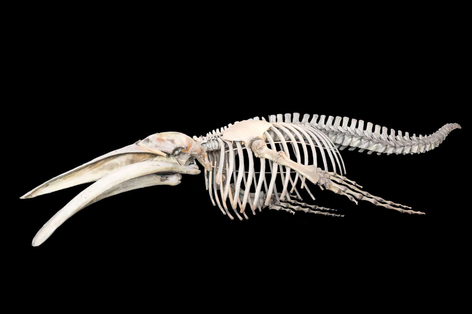 The Legendary Whale That Hunted and Attacked Ships: Porphyrios