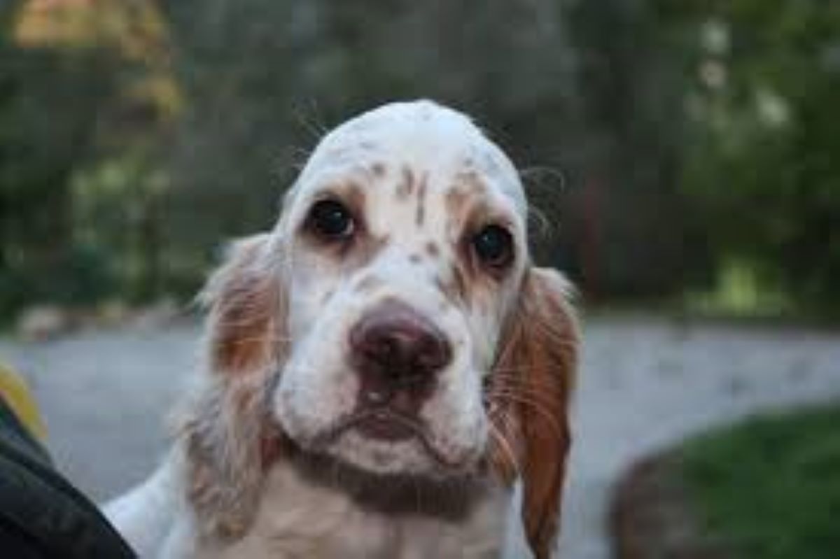Cane più economico da acquistare: il Setter Inglese