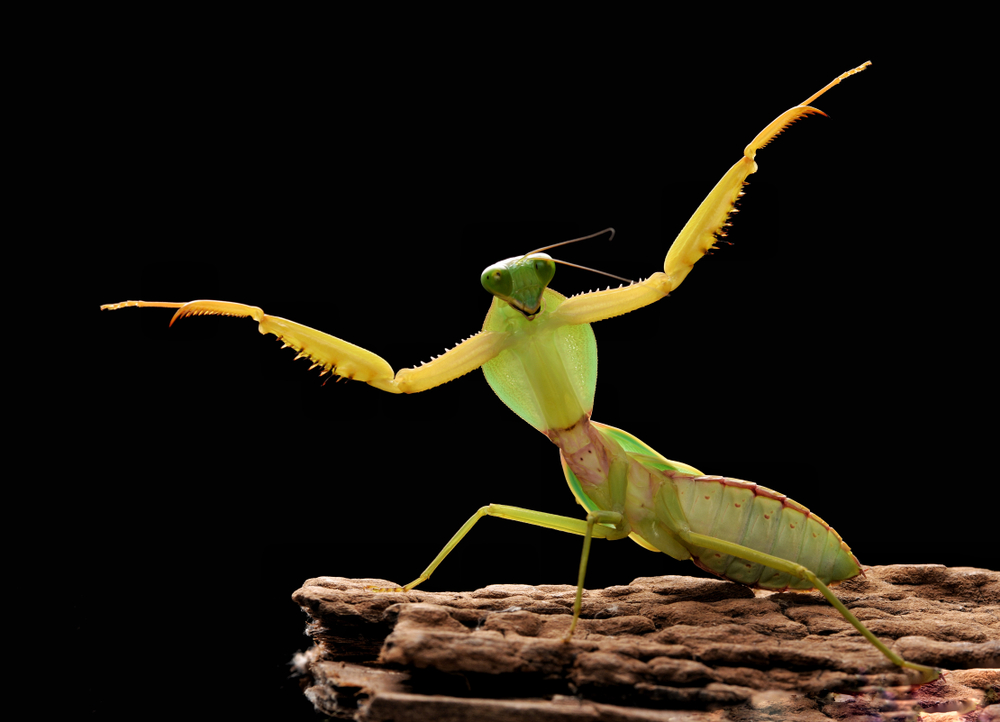 14 Cannibalistic Animals That Gruesomely Devour Their Own Kind