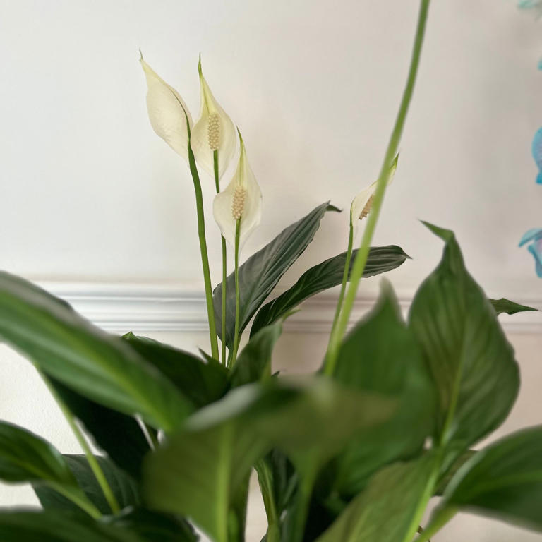 How often to water a peace lily — experts share their tips for keeping ...