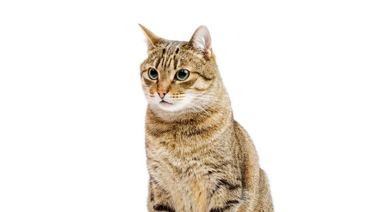 40 Ide Nama Kucing Bahasa Arab Beserta Artinya