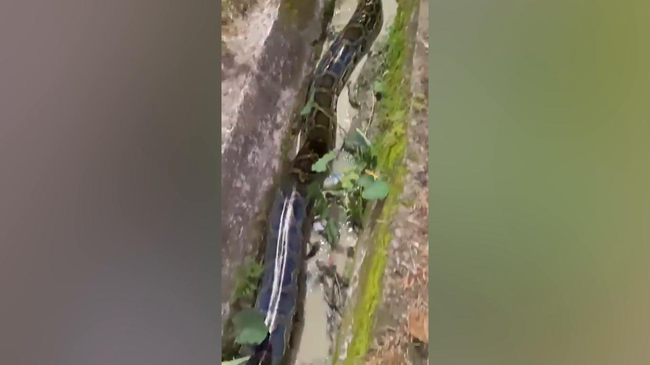 Huge 100kg python found near female dorm at university in India