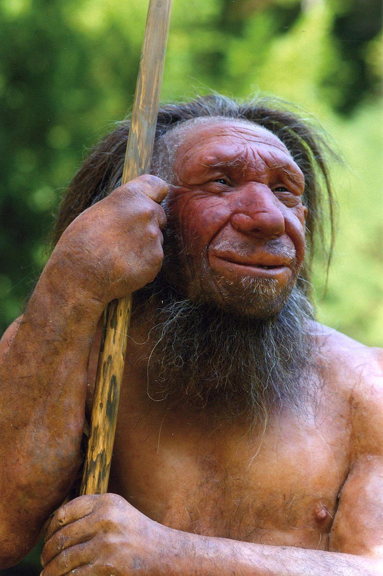 Quali sono le principali differenze tra Homo Sapiens e Neanderthal? Il ... Quali sono le principali differenze tra Homo Sapiens e Neanderthal? Il ...