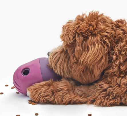These Toys Can Actually Improve Your Dog's Cognitive Abilities ...