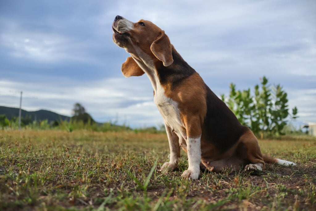 The 12 Worst Dog Breeds: Loud And Temperamental