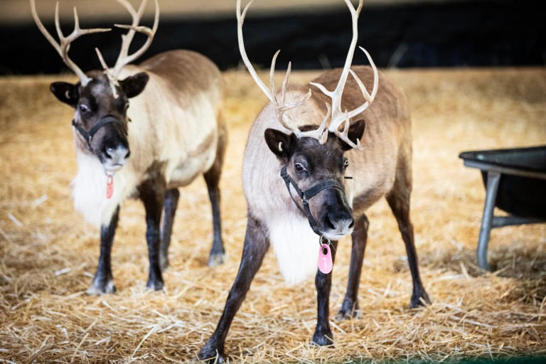 Santa’s Reindeer cleared for Christmas gift deliveries across Pennsylvania