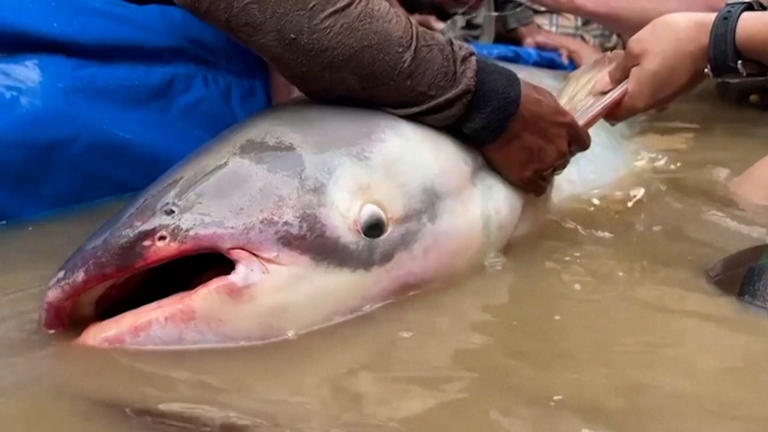 'Murder hornets' eradicated from US, Federal and Washington agriculture ...