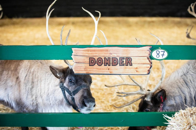 Santa’s Reindeer cleared for Christmas gift deliveries across Pennsylvania