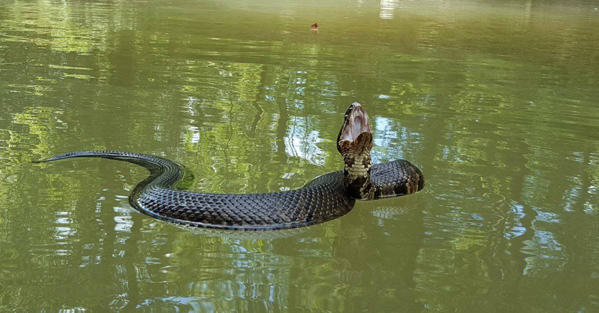 These Snakes Thrive Along the Mighty Mississippi River