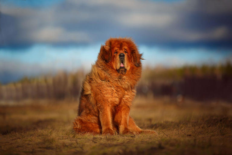 Strong Dogs 2025: These are the 10 mightiest dogs in the world ...