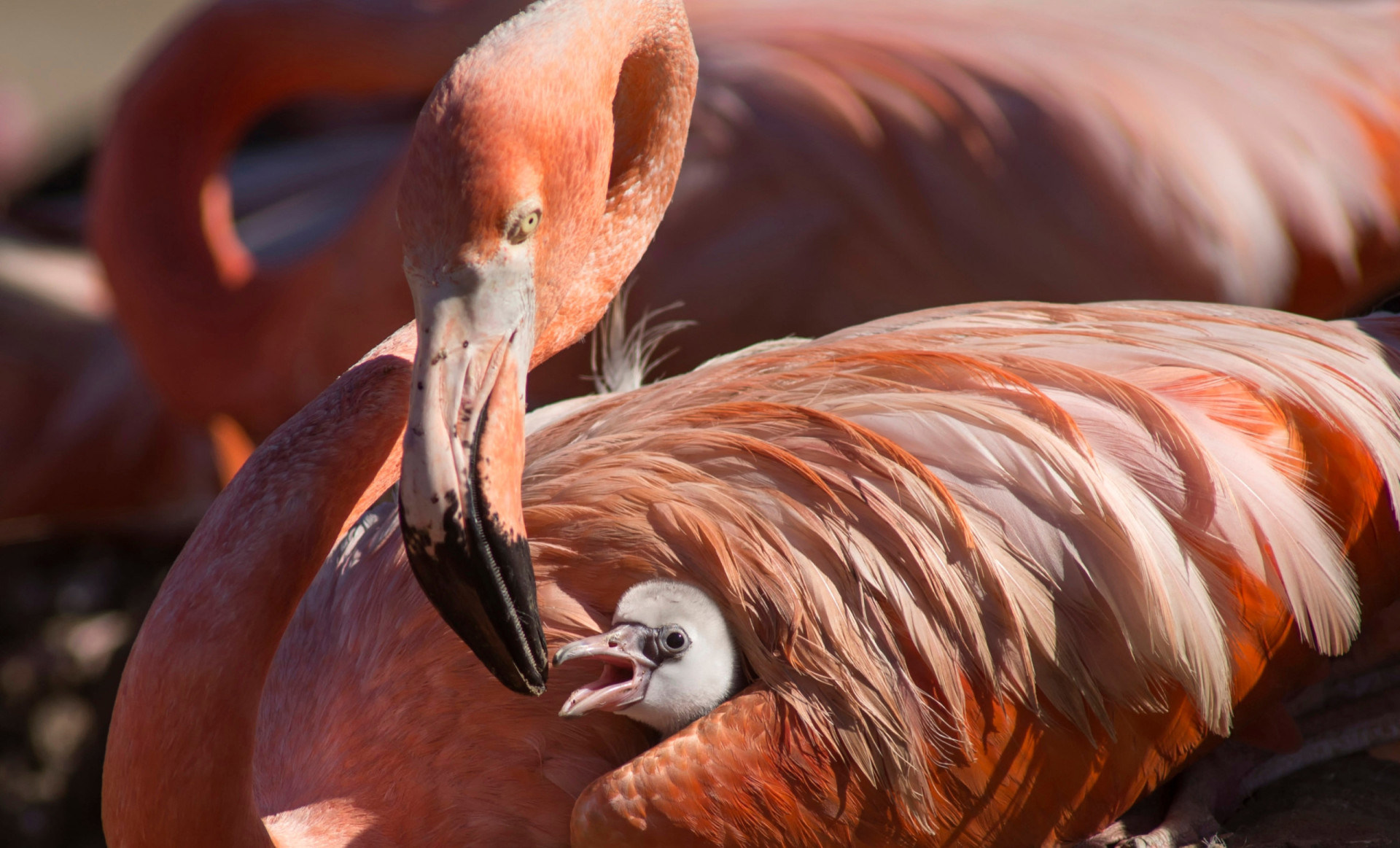 Successful wildlife species reintroduction programs Successful wildlife species reintroduction programs