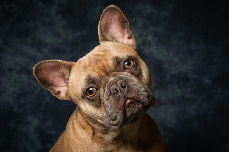Top French Bulldog Facts 2025: These are 10 things you might not know ...