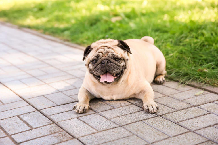Greedy Dogs 2025: Here are the 10 breeds of dog that always seem to be ...