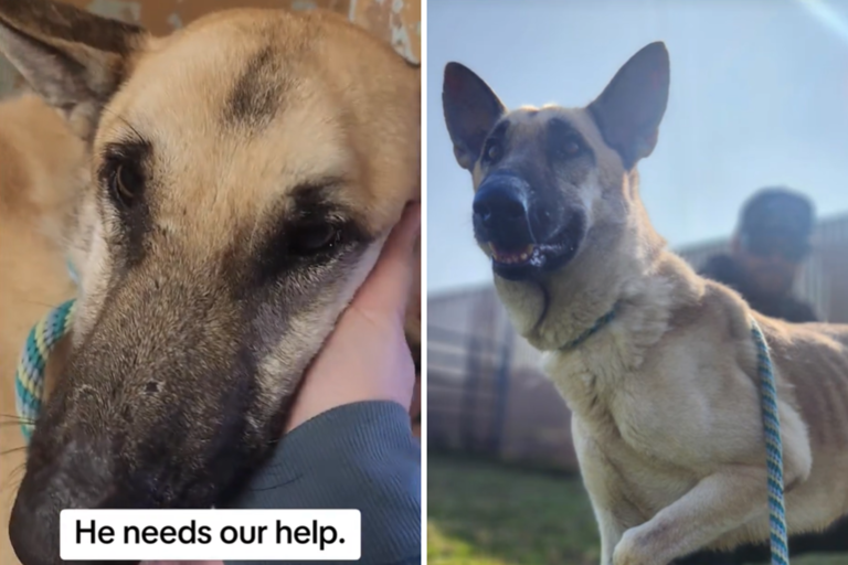 Hearts Break for Shelter Dog Who 'Knows He Lost Everything'