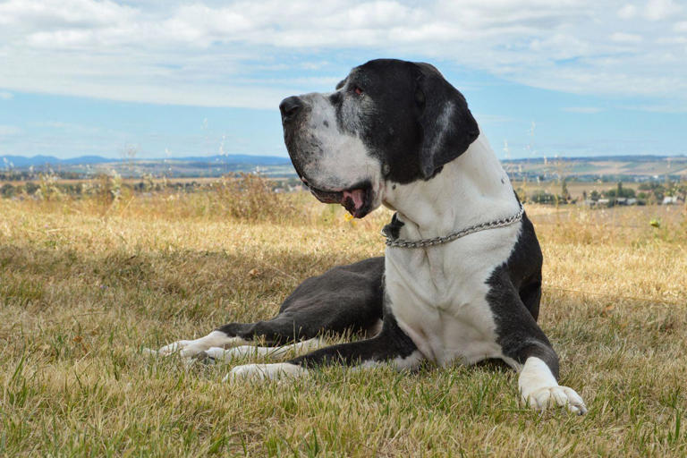 Strong Dogs 2025: These are the 10 mightiest dogs in the world ...