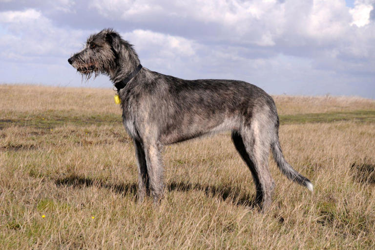 Strong Dogs 2025: These are the 10 mightiest dogs in the world ...