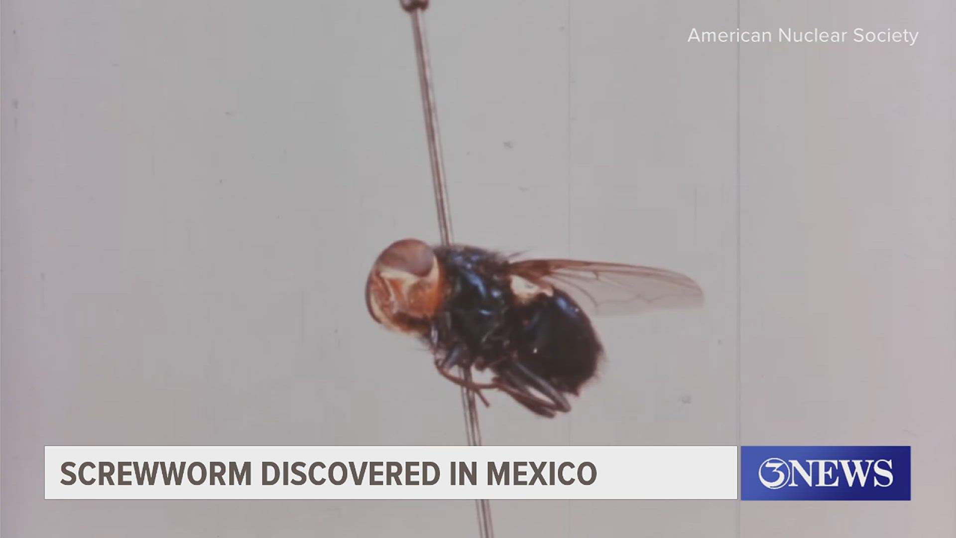 Mexico cattle imports halted after screwworm discovery