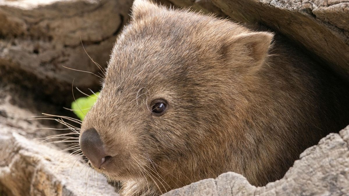 10 animales que empiezan con la letra W y sus características| Algunas ...