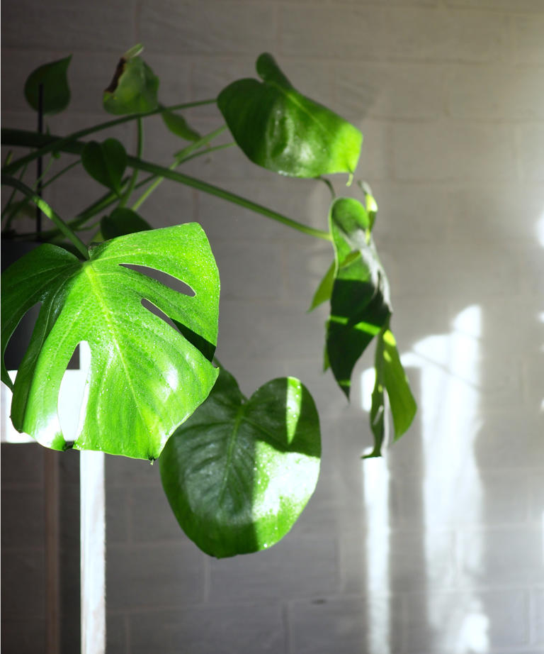 Can you grow a monstera in water? Expert tips for successful hydroponic ...