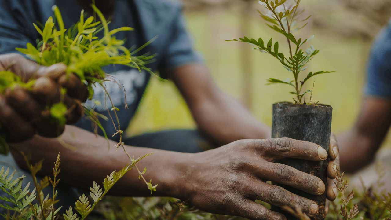Ogun assures all year-round tree planting to promote green infrastructure Ogun assures all year-round tree planting to promote green infrastructure