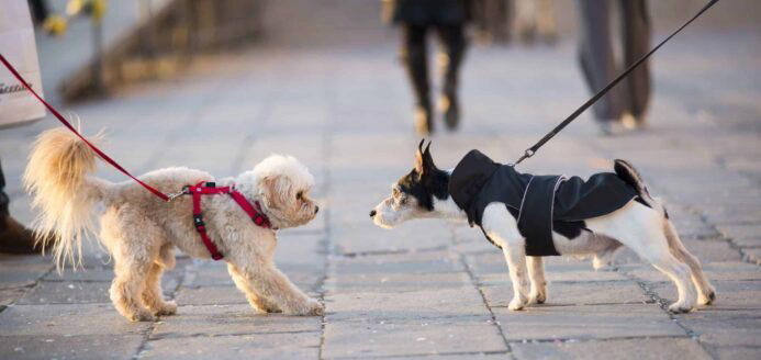 Stubborn puppy training: 20 tips to teach your disobedient dog