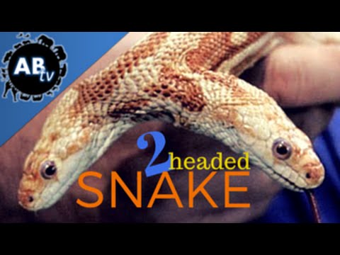 Two-Headed Snake Unboxing! Meet My New Pet