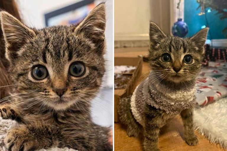 Family Go To Pick Out Christmas Tree, Then Hear a Helpless 'Meow' Inside