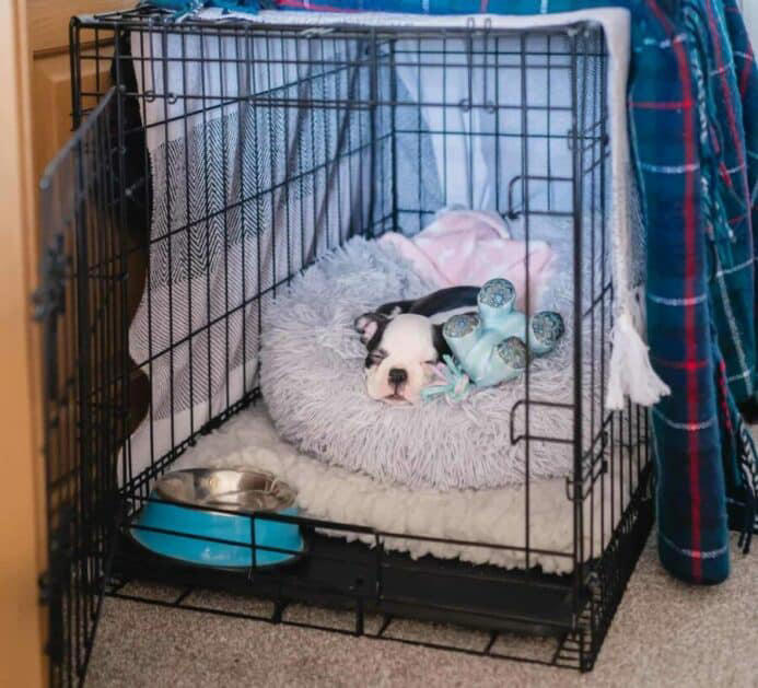 Master puppy crate training with these 5 game-changing tips